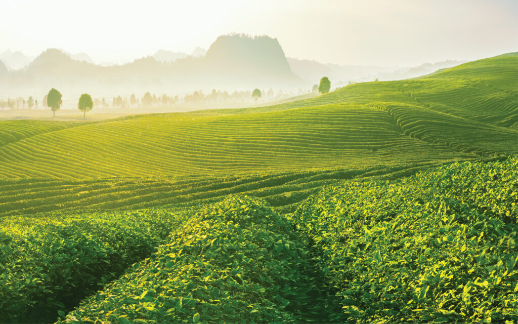 BUBBI - ORIGINAL - Gasaco